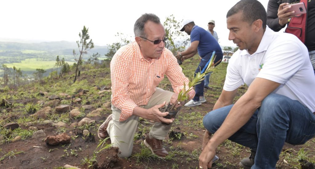 Inician primera temporada de reforestación en Loma Guaigüí, La Vega ...